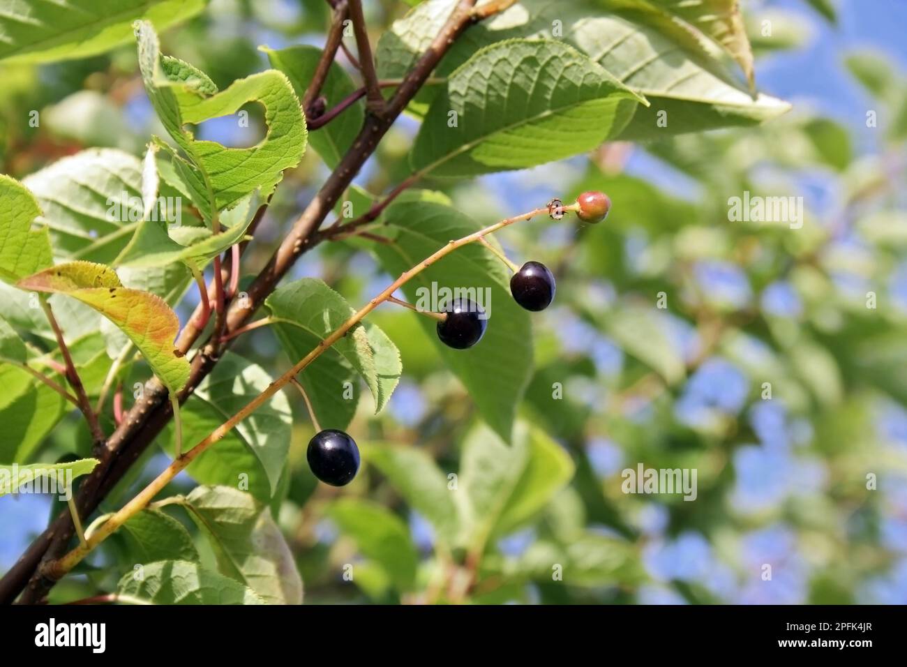 Bird Cherry close-up of ripe fruit, growing in woodland, Vicarage ...