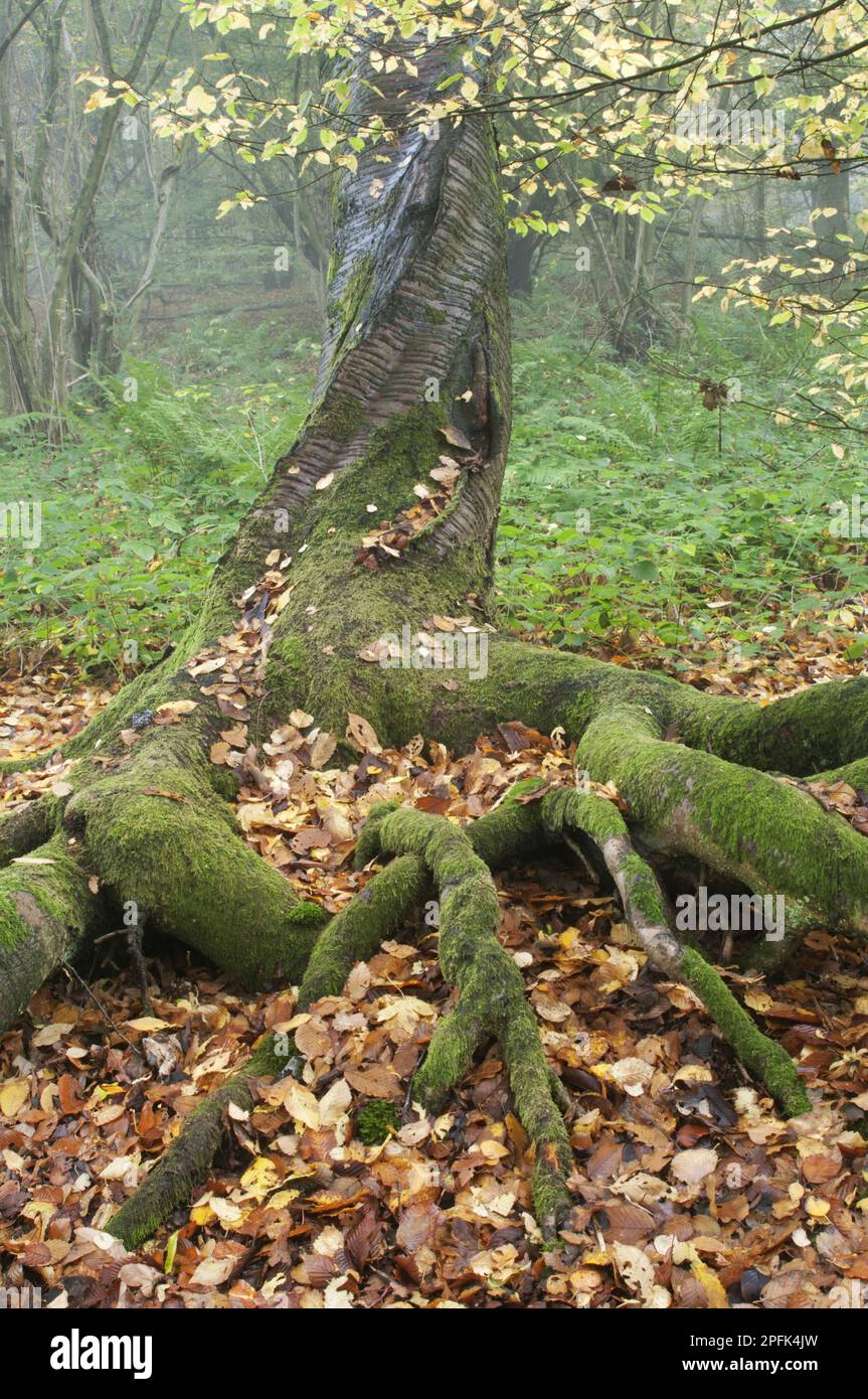 Stem and roots of wild cherry (Prunus avium), with fallen leaves in ...