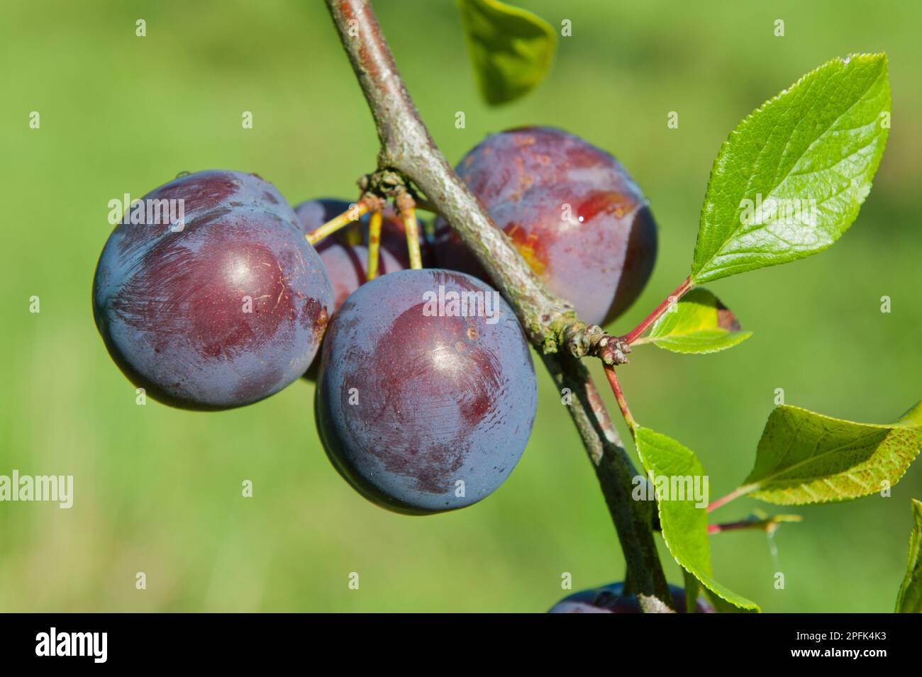 Prunus x domestica, plum (Prunus domestica), Cultivated plum, Rosaceae ...