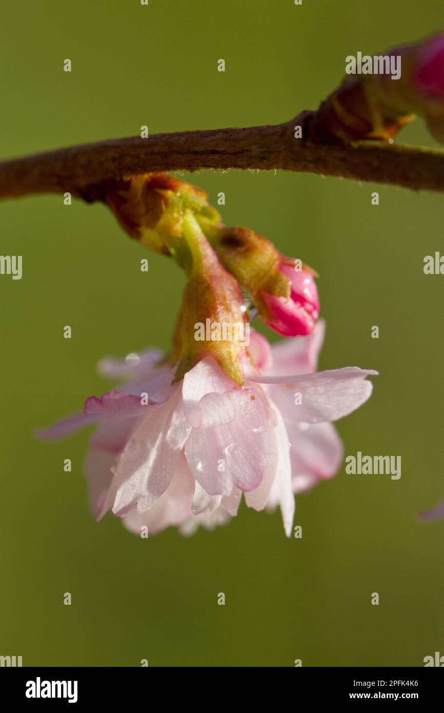 Rosebud Cherry (Prunus x subhirtella) 'Autumnalis Rosea', close-up of ...