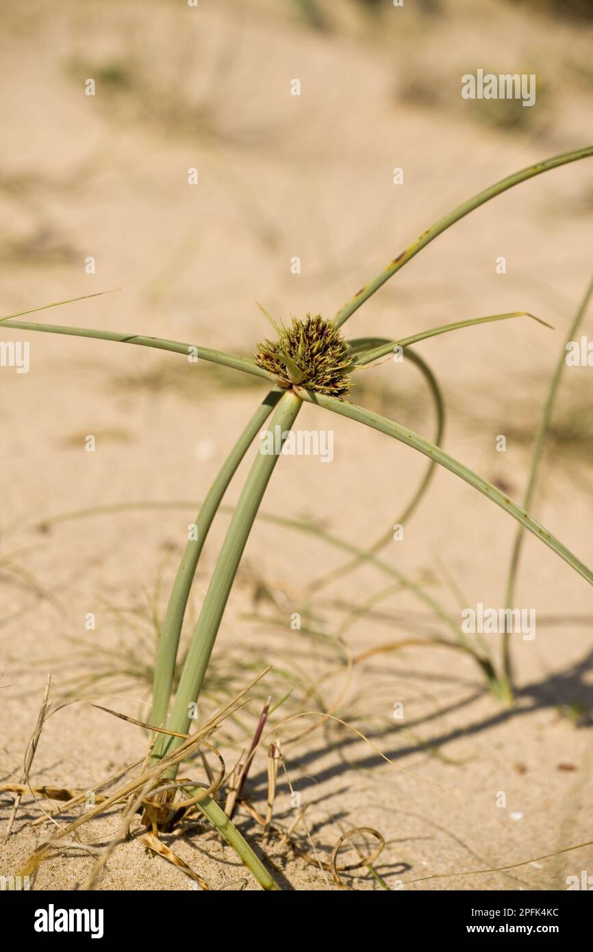 Dune cyprus grass (Cyperus capitatus), dune cypress, sedge, sand sedge ...