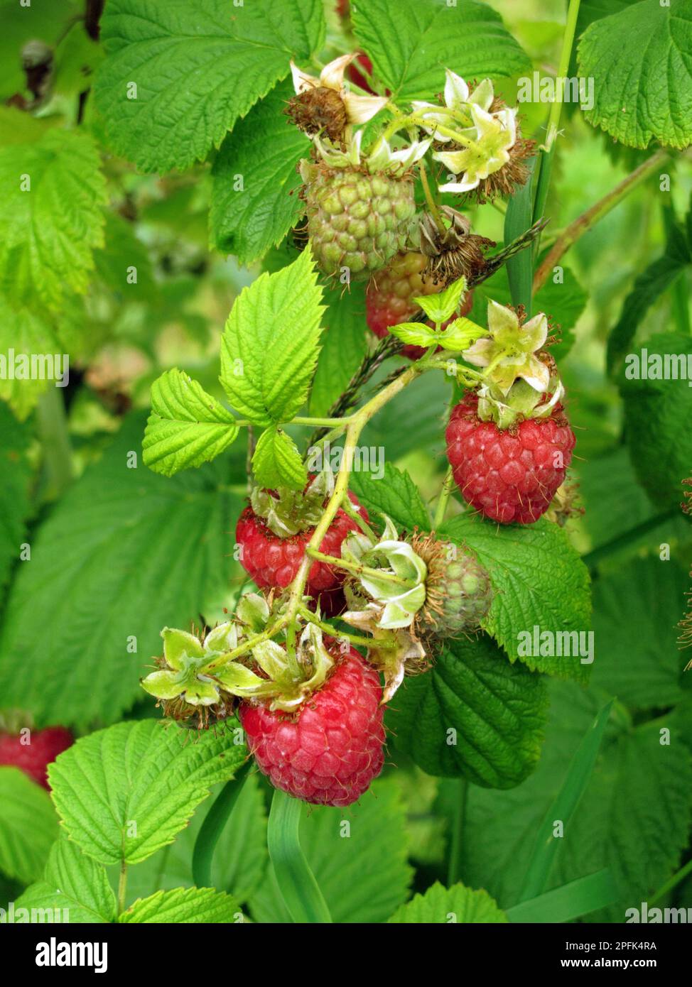 Raspberry fruit ripe and ripening on the bush Stock Photo - Alamy