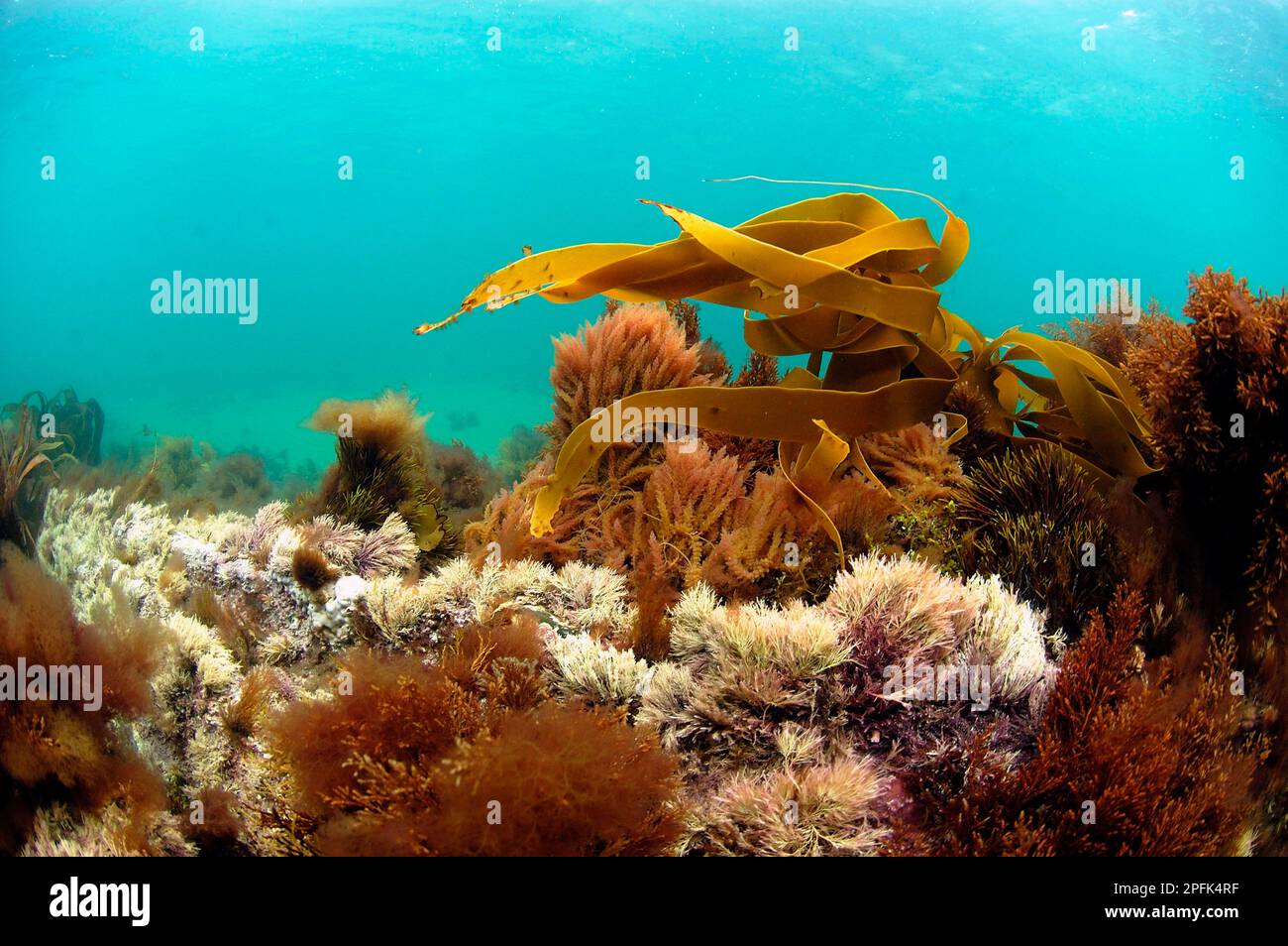 Harpoon Weed (Asparagopsis armata) and Kelp (Laminaria sp.) underwater ...