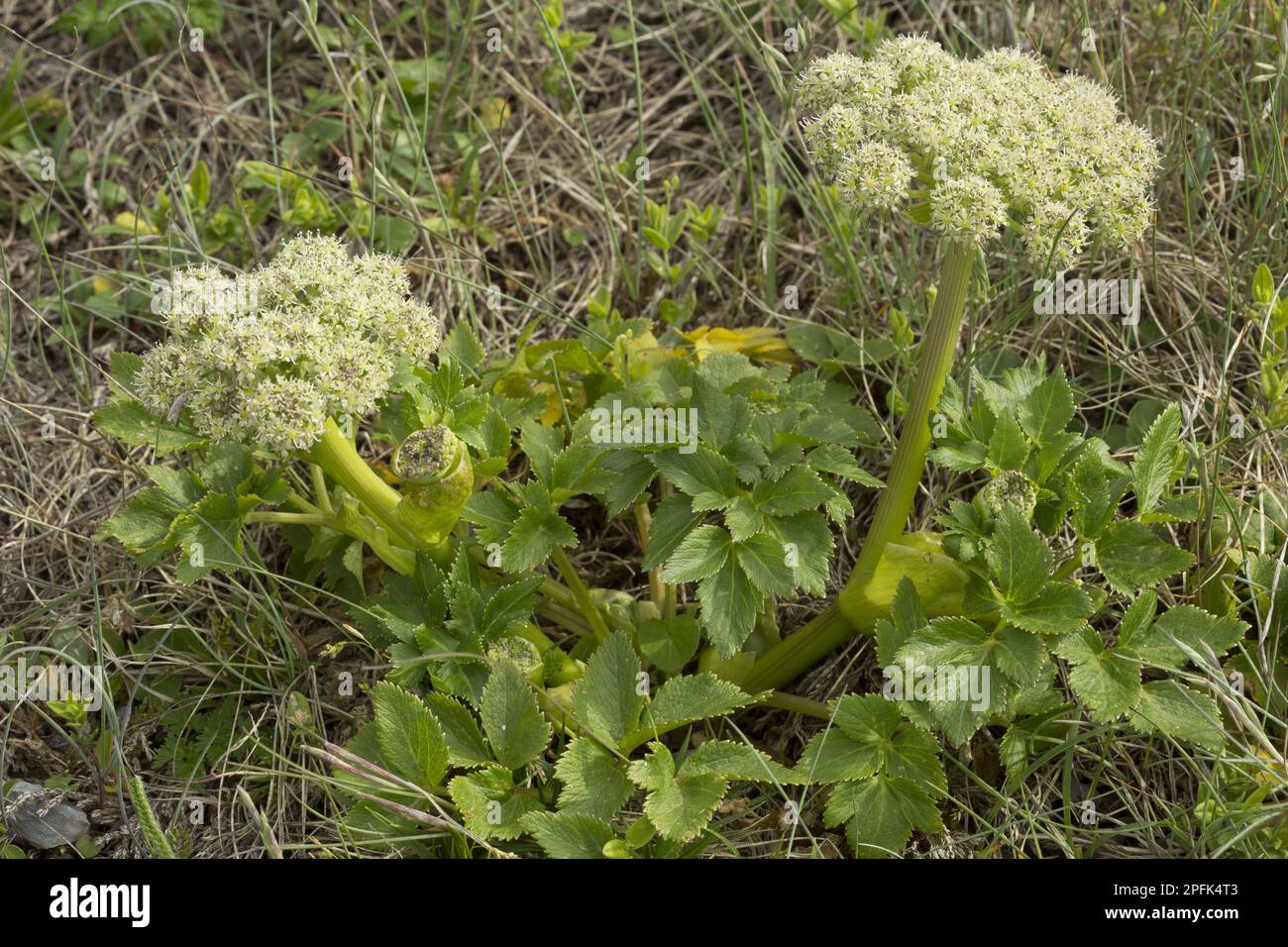 Flowering seashore angelica (Angelica lucida) growing on the limestone ...