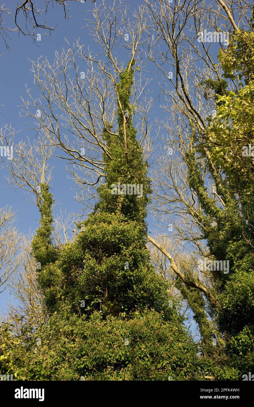 Common Ivy (Hedera helix) flowering around trunk of leafless ash tree ...