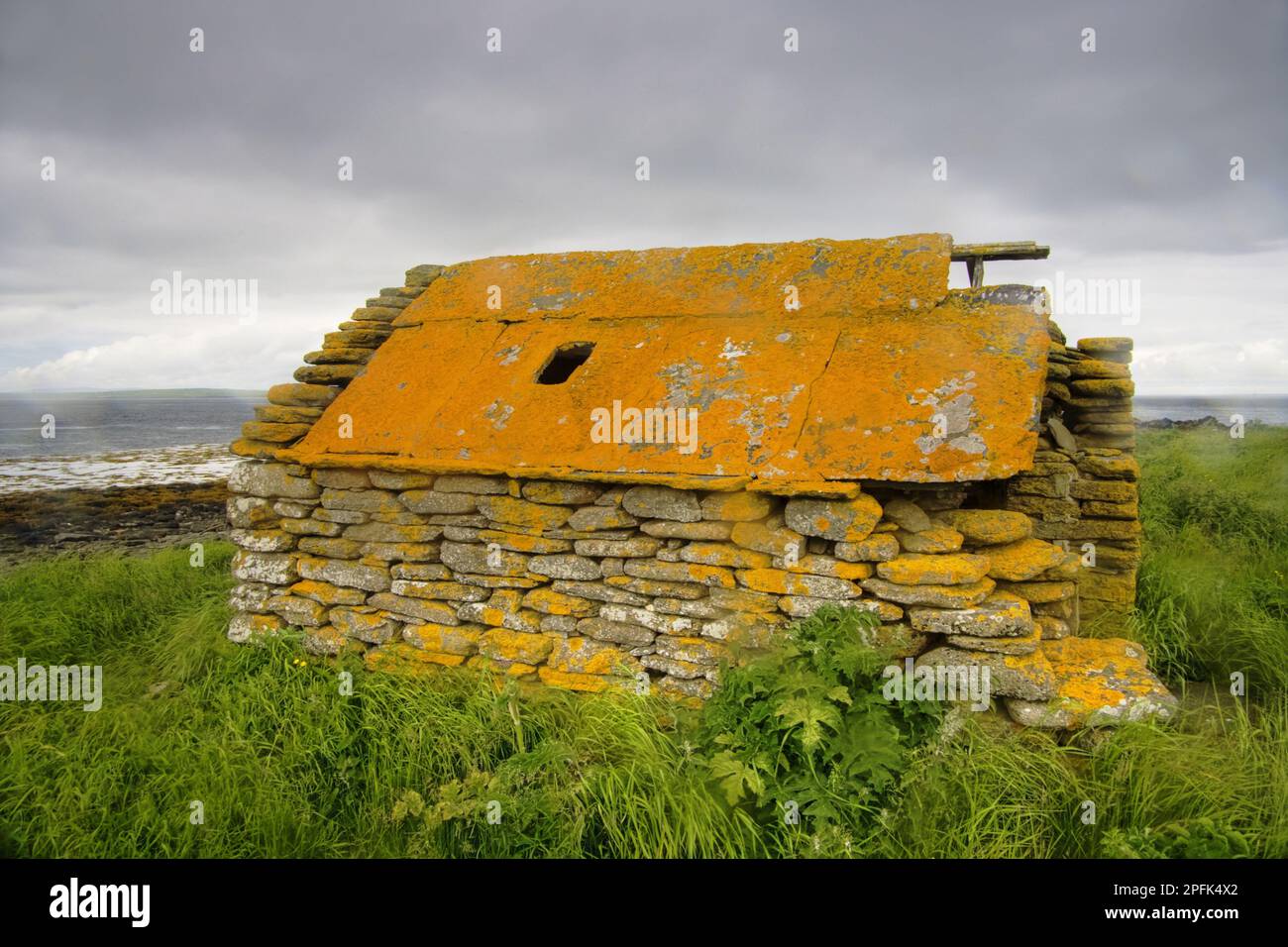 Abandoned farm building overgrown with lichen, Rerwick Head, Mainland ...