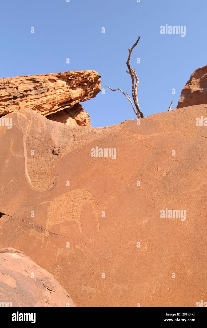 Rock art of the San Bushmen, various animals engraved in rocks in the ...
