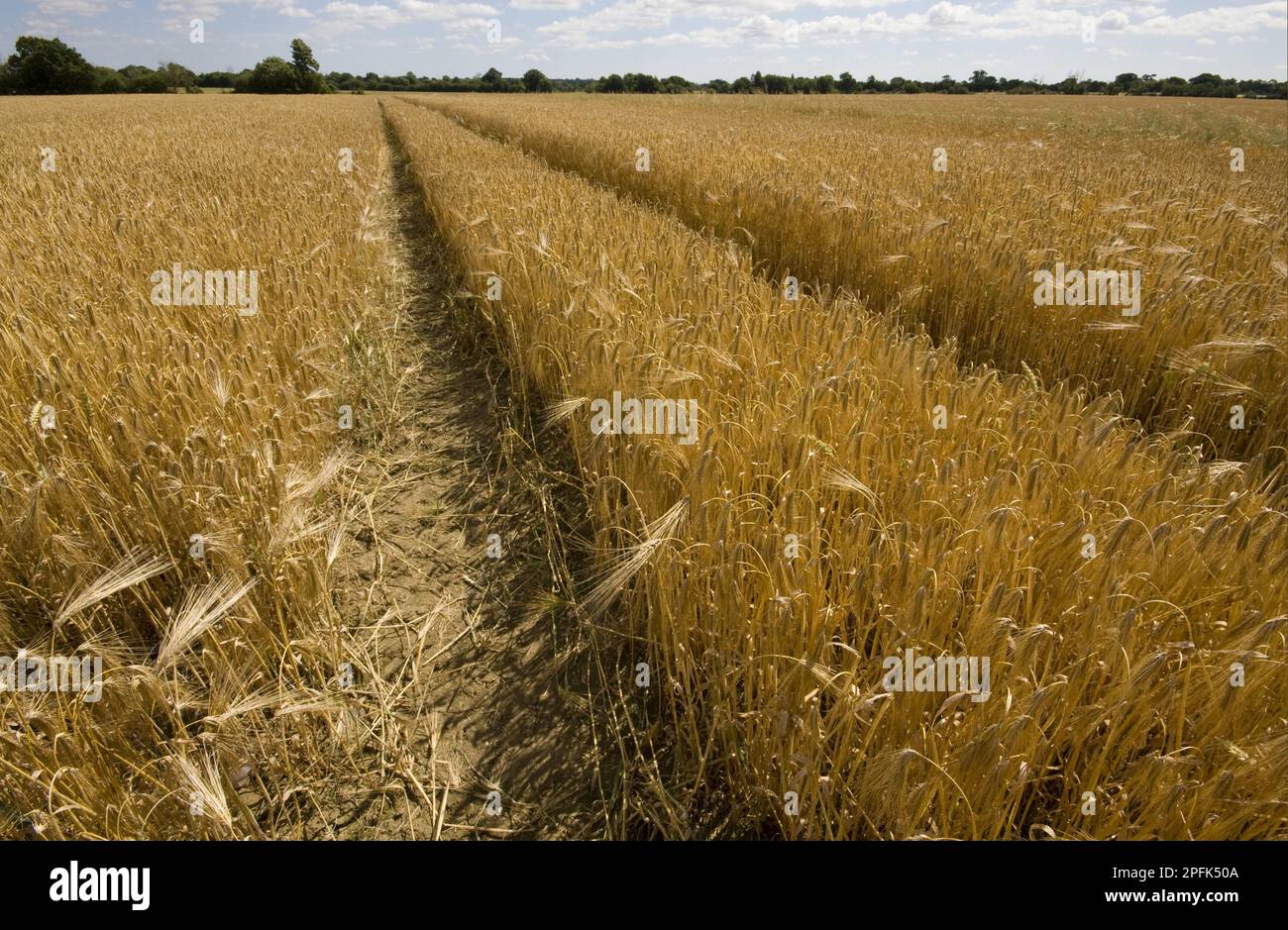 Tractor tram lines in barley cultivation Stock Photo - Alamy