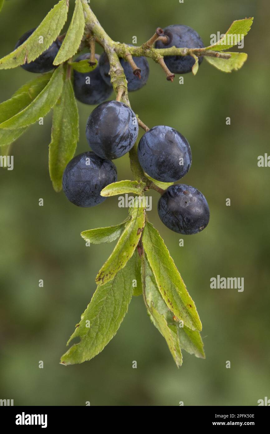 Prunus spinosus, Blackthorn, Blackthorn, Blackthorn, Blackthorn, Rose ...
