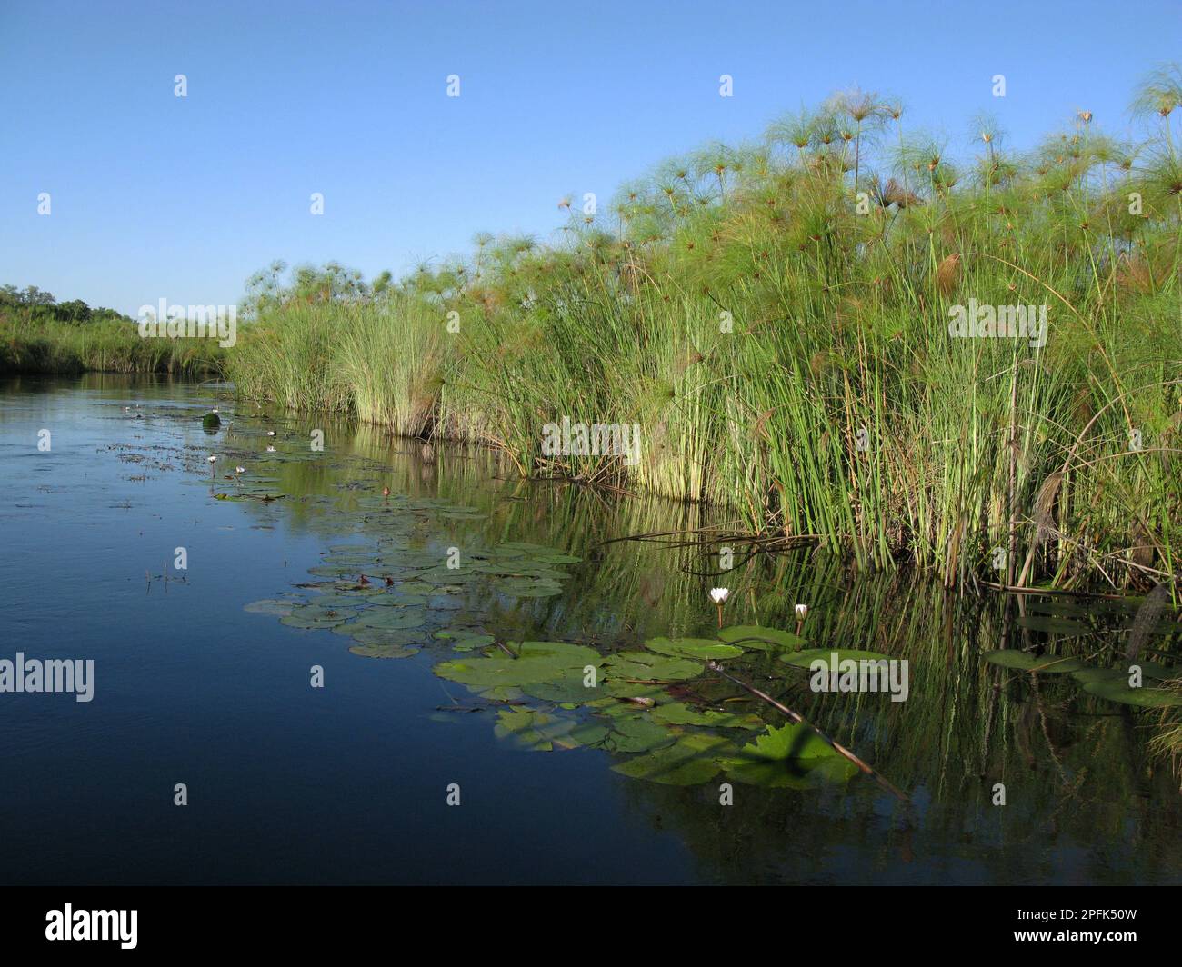 Papyrus growing on the edge of water channels, Okavango Delta, Botswana ...