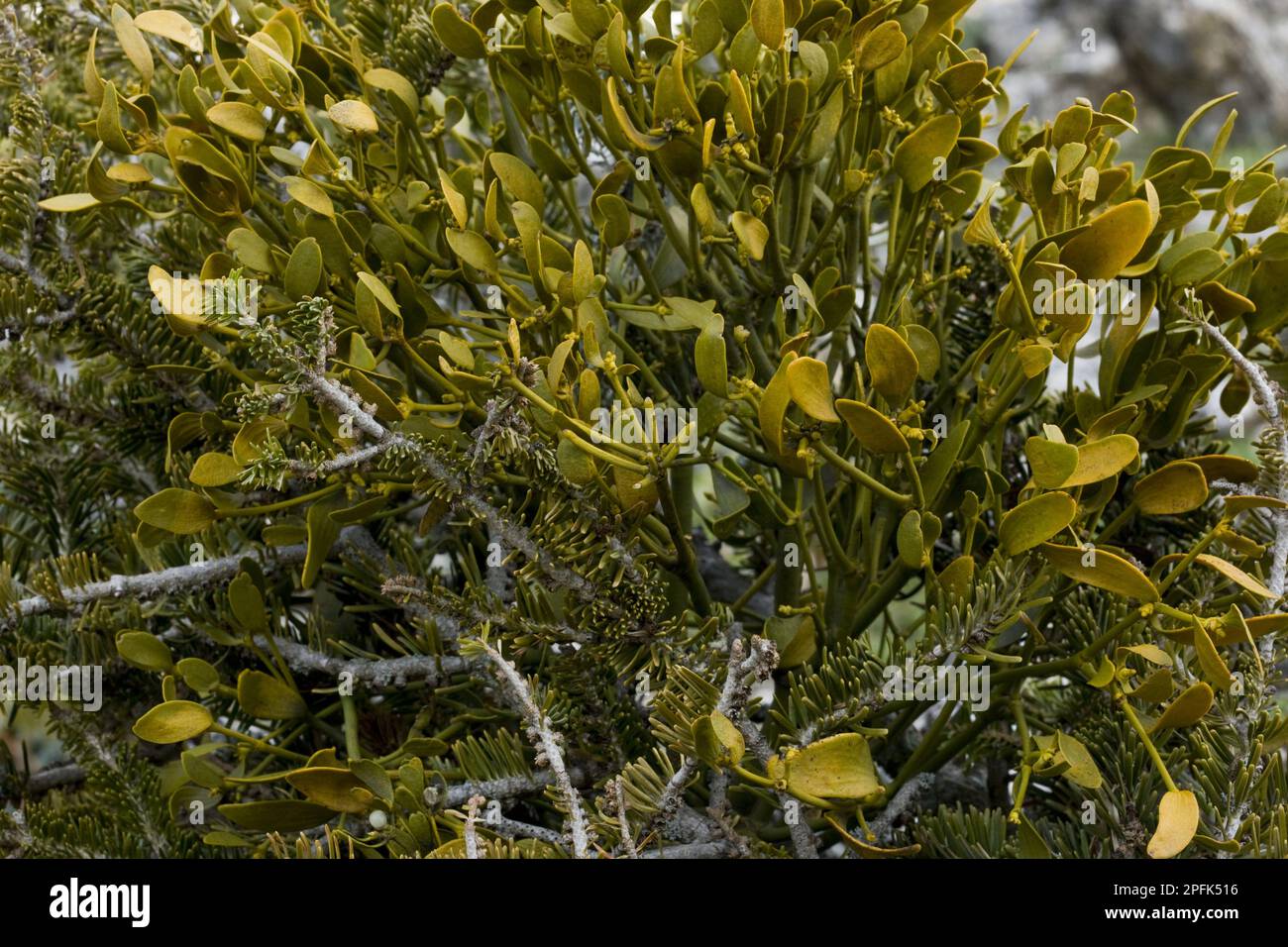 European mistletoe (Viscum album var. abietis) parasitic on silver fir ...