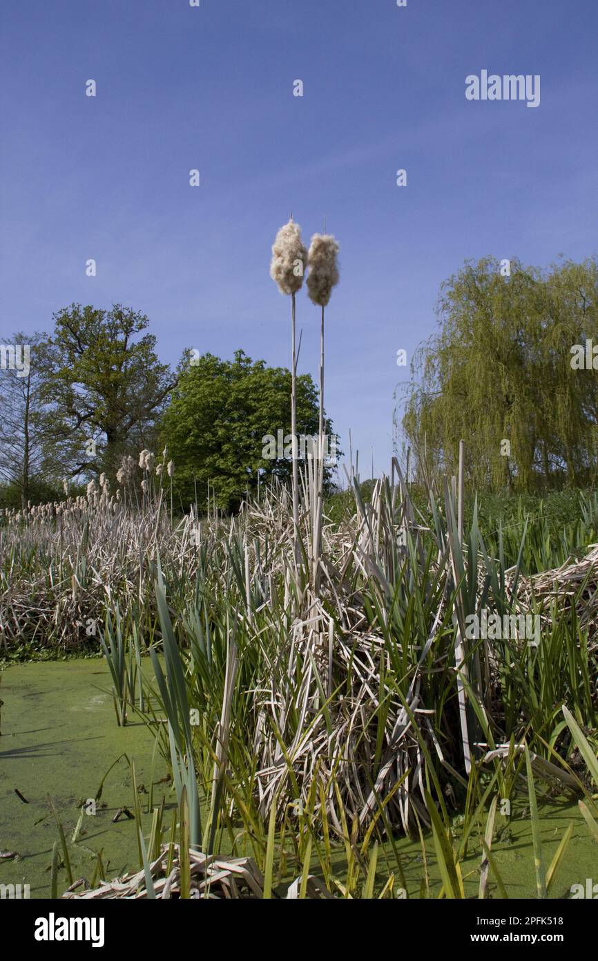 Broad-leaved bulrush, Cattail family, Pond with bulrush and surrounding ...