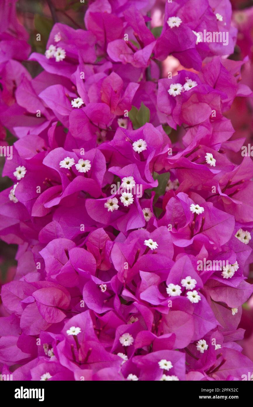 Triple flower, Bougainvillea, Wonder flower family, Bougainvillea ...