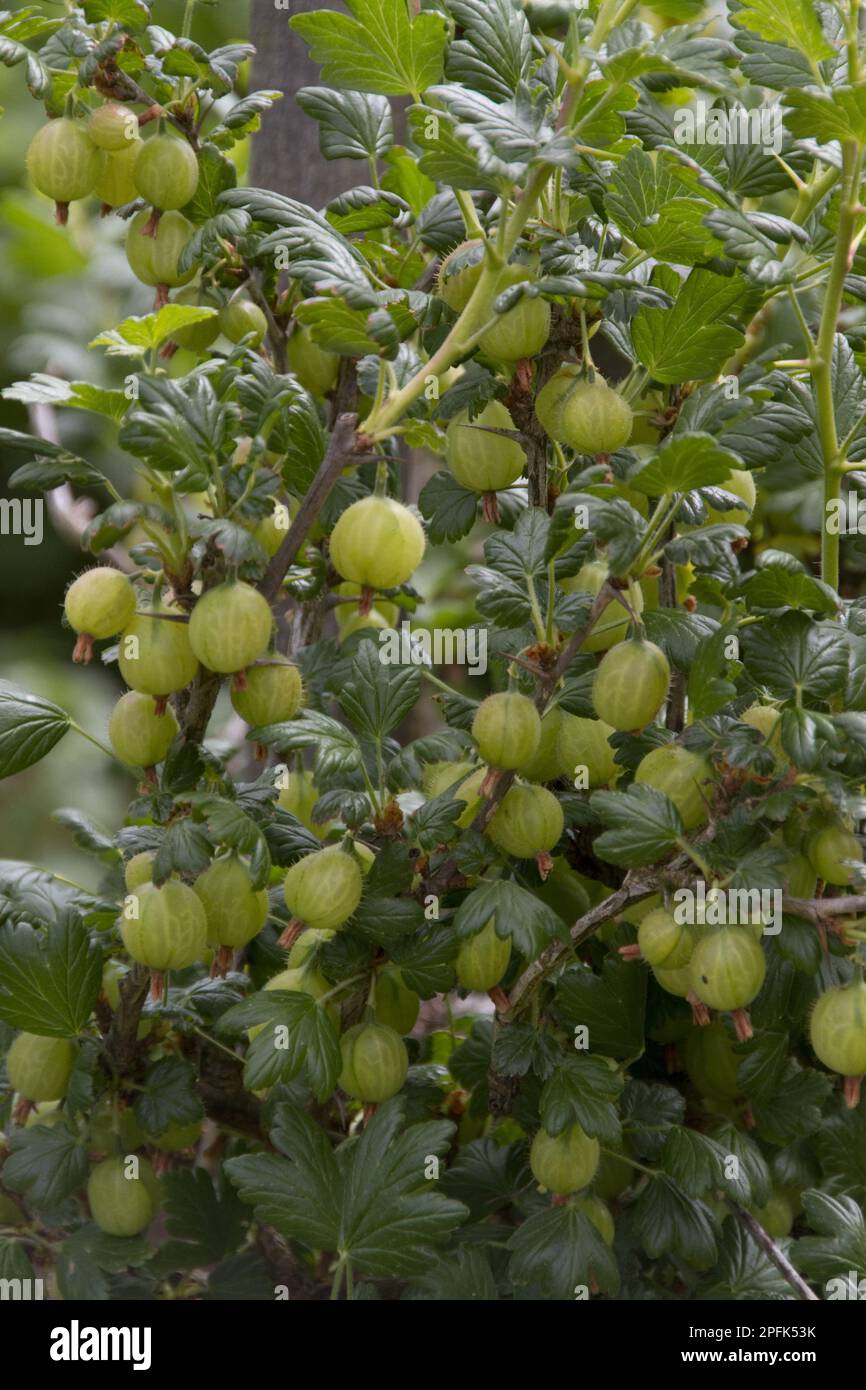 Gooseberry family hi-res stock photography and images - Alamy
