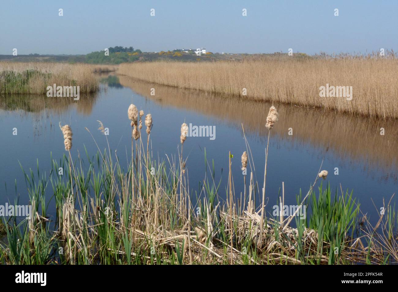 Broad-leaved bulrush, bulrush family, Looking over bulrush seed heads ...