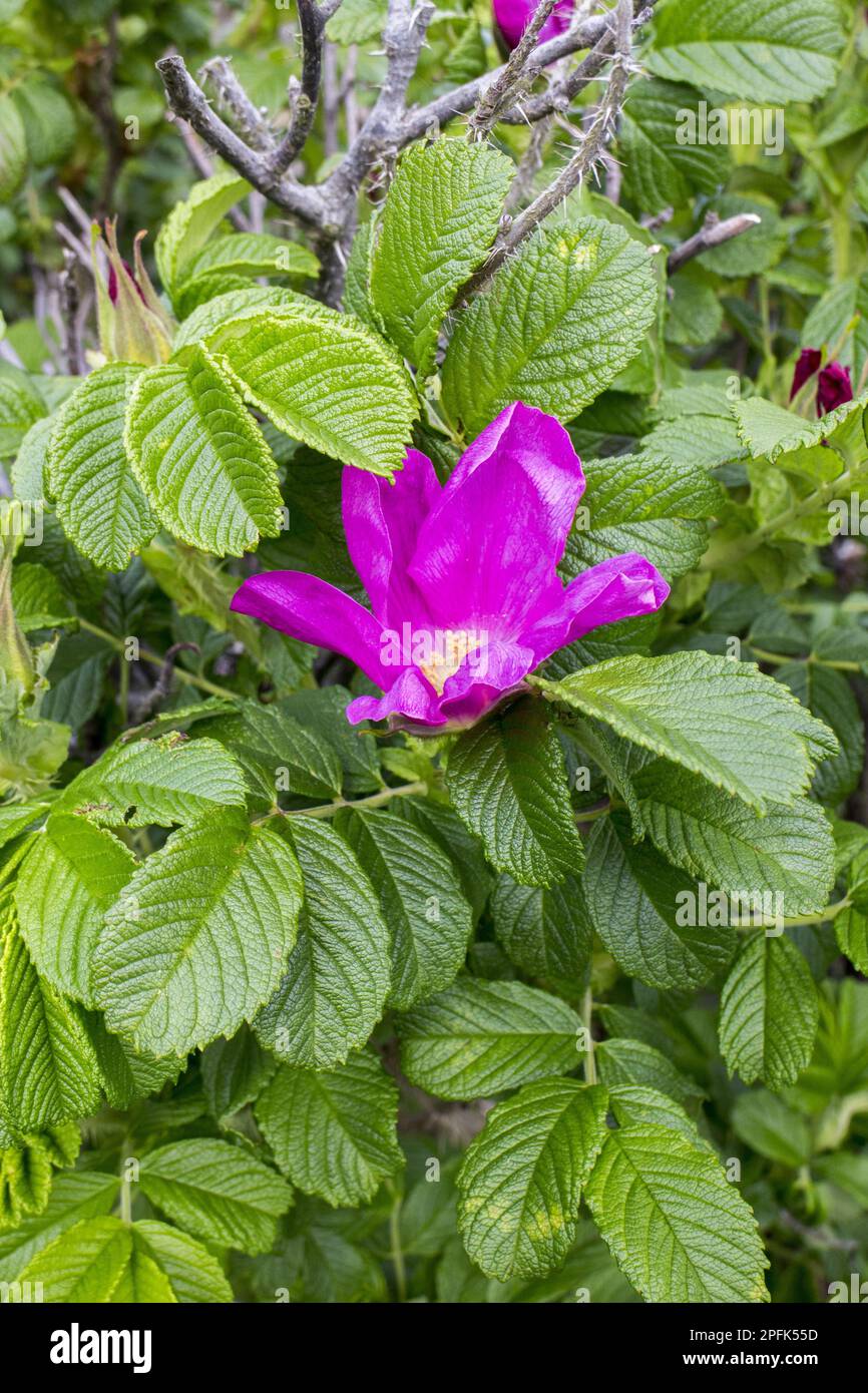 Japanese rugosa rose (Rosa rugosa), grows wild on the coast near ...