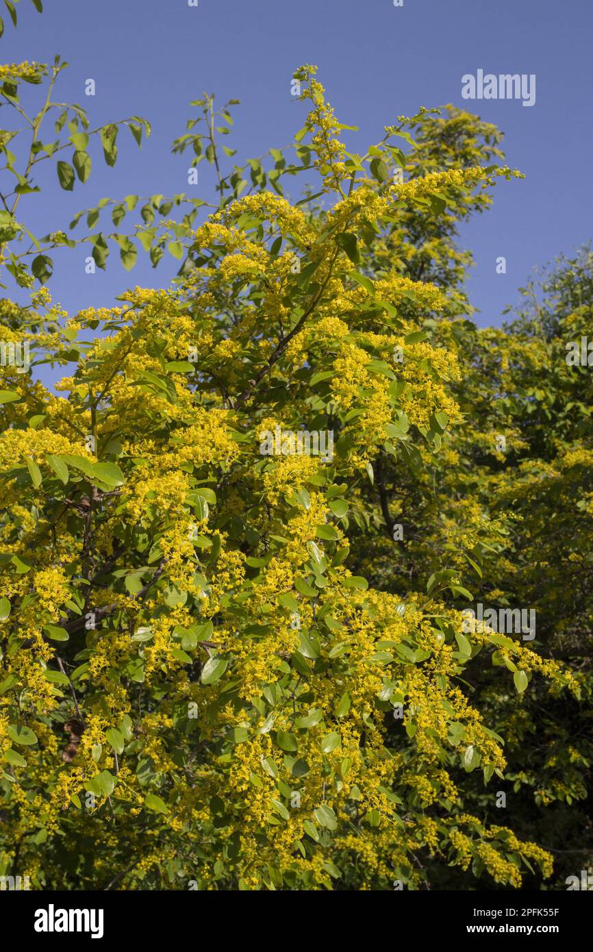 paliurus spina-christi (Paliurus aculeatus) Christ's Thorn in Flower ...
