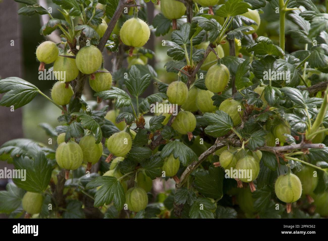 Gooseberry (Ribes grossularia), Gooseberry family, Gooseberry fruits on ...
