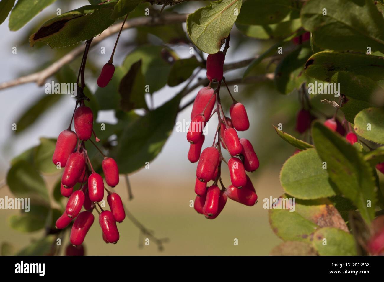 European Barberry (Berberis vulgaris) close-up of ripe fruit, Estonia ...