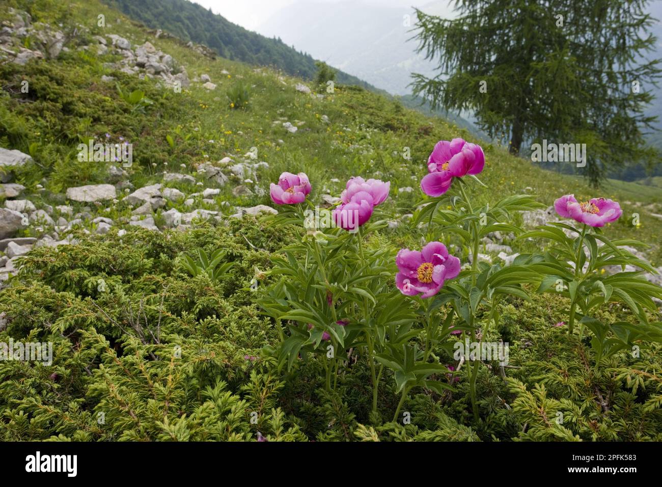 European Peony (Paeonia officinalis) flowering, growing on limestone ...