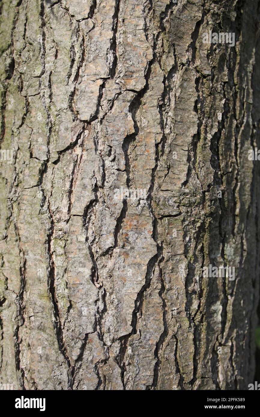 Common black alder (Alnus glutinosa) Close-up of bark, growing in wet ...