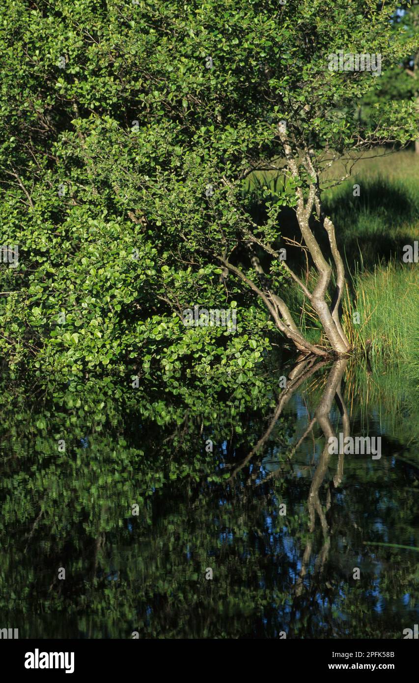 Black alder, Birch family, Common Alder (Alnus glutinosa) reflection in ...