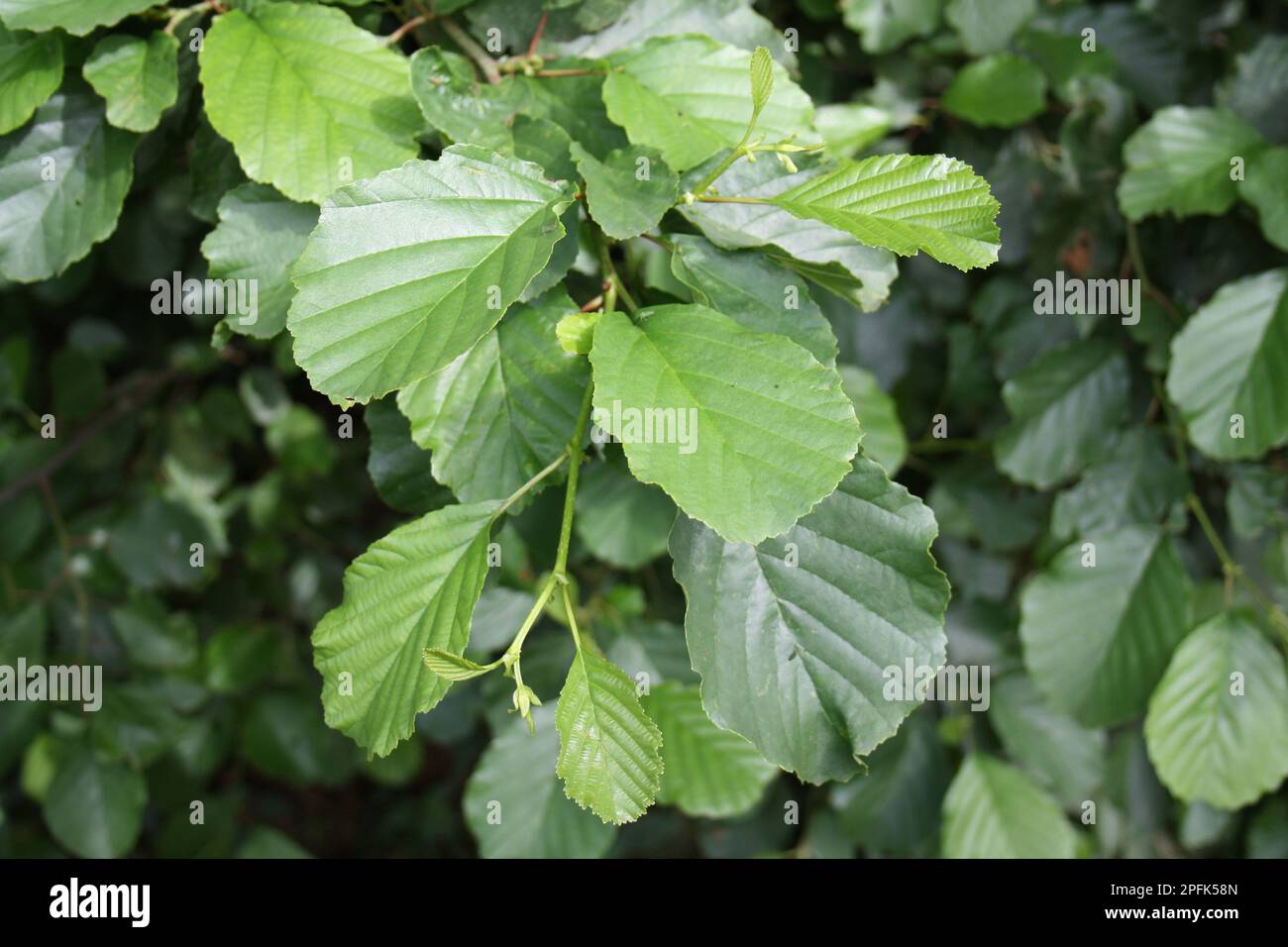 Black alder (Alnus glutinosa) Close-up of leaves growing on the river ...