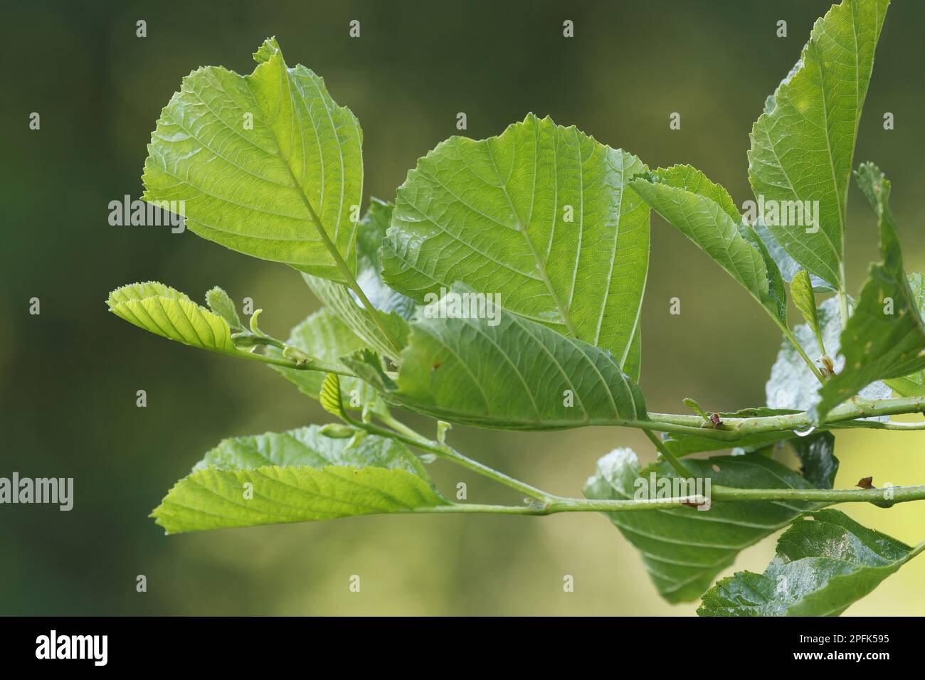 Common Alder (Alnus glutinosa) close-up of leaves, Askham Bog, North ...