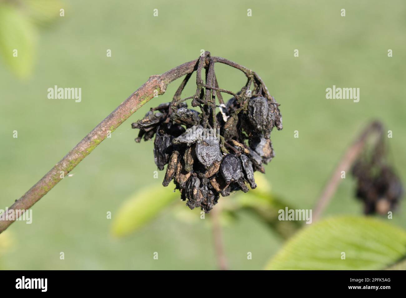 Wayfaring Tree (Viburnum lantana) close-up of seeds growing in woodland ...