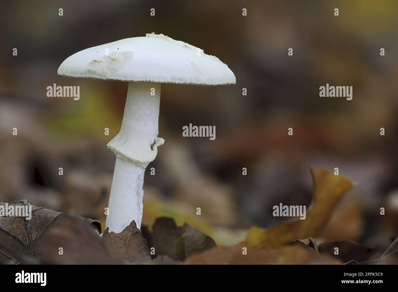 Yellow bulb, false death cap (Amanita mappa), yellow bulb, yellow bulb ...