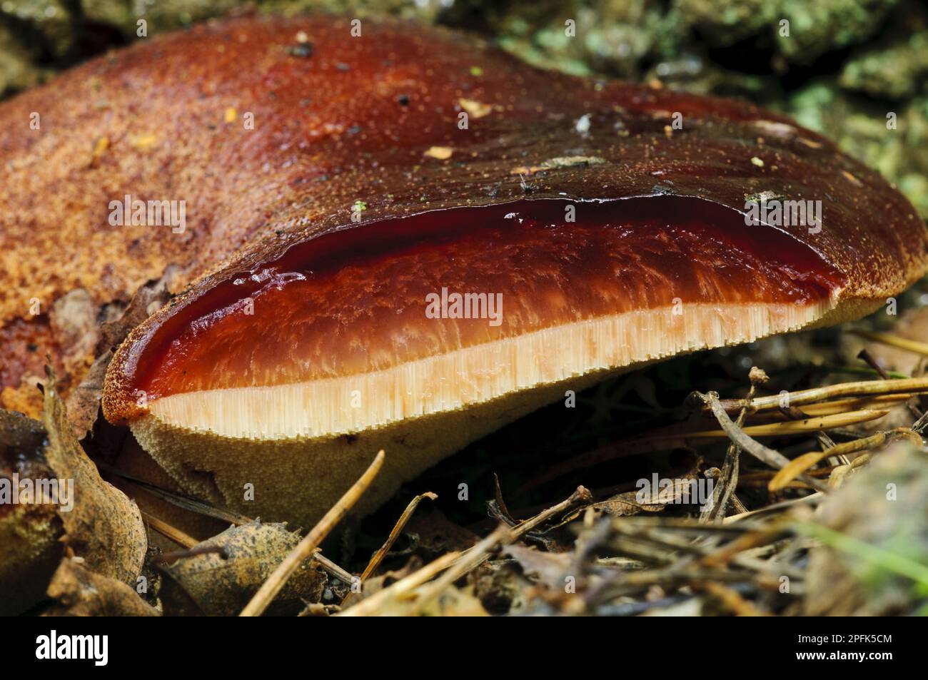 Fruiting body of Beefsteak beefsteak fungus (Fistulina hepatica), with ...