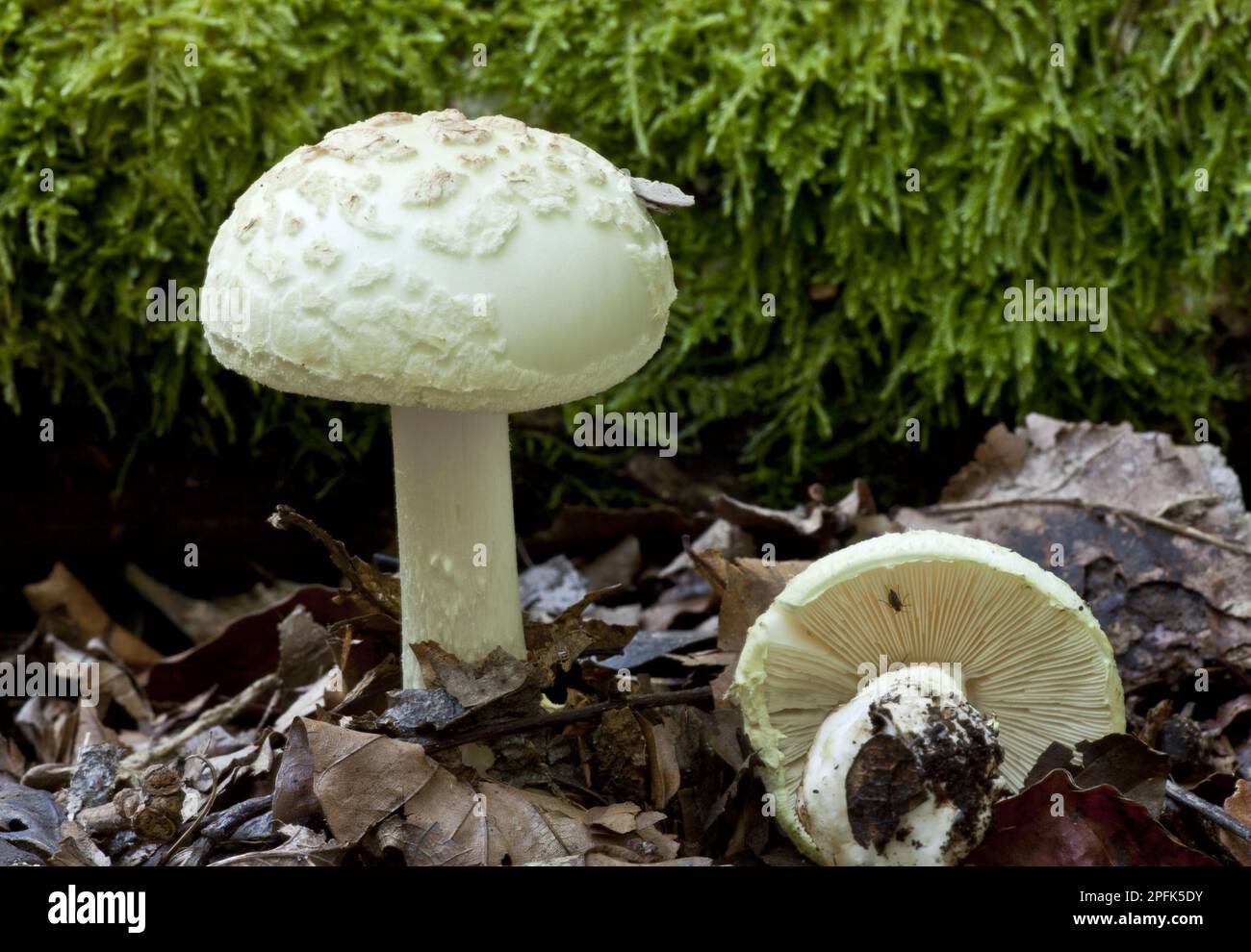 Yellow bulb, false death cap (Amanita mappa), yellow bulb, yellow bulb ...