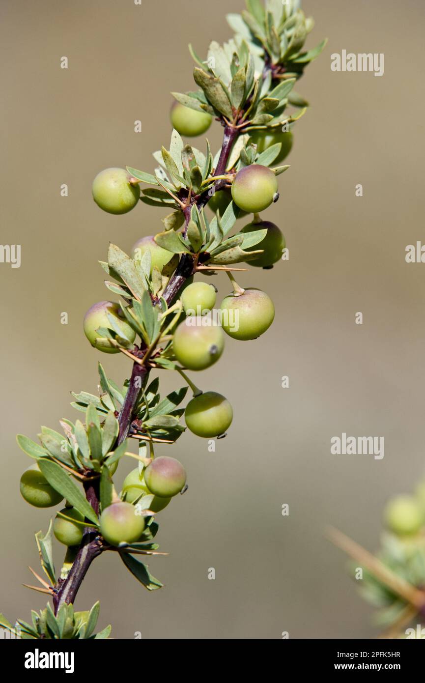 Box-leaved barberry (Berberis microphylla), Magellan Barberry close-up ...