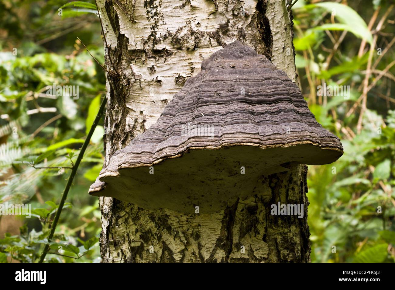 Hoof Fungus (Fomes fomentarius) fruiting body, growing on Silver Birch ...
