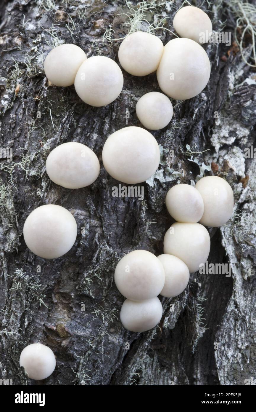 Fruiting bodies of the darwin's fungus (Cyttaria darwinii) growing on ...