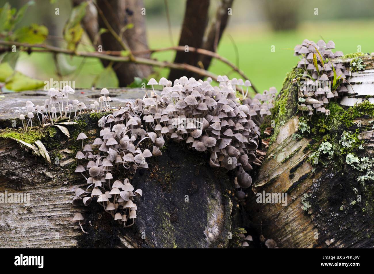 Fairy Inkcap (Coprinellus disseminatus) fruiting bodies, group growing ...