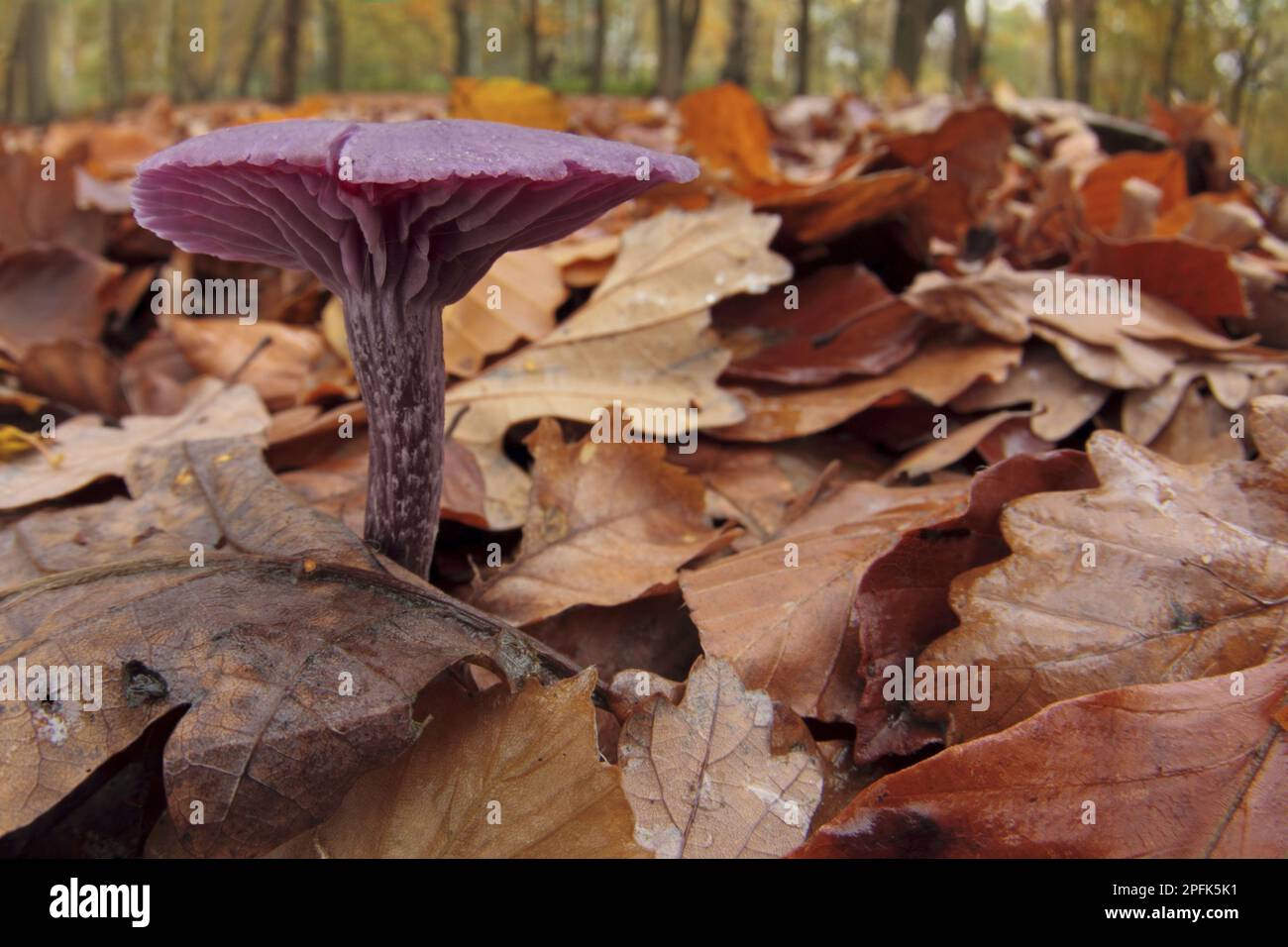 Amethyst Deceiver (Laccaria amethystea) fruiting body, growing amongst ...