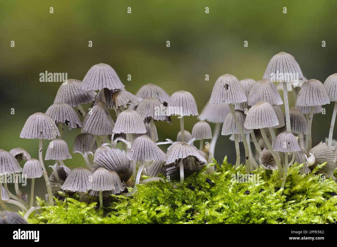 Fairy Inkcap (Coprinellus disseminatus) fruiting bodies, group growing ...