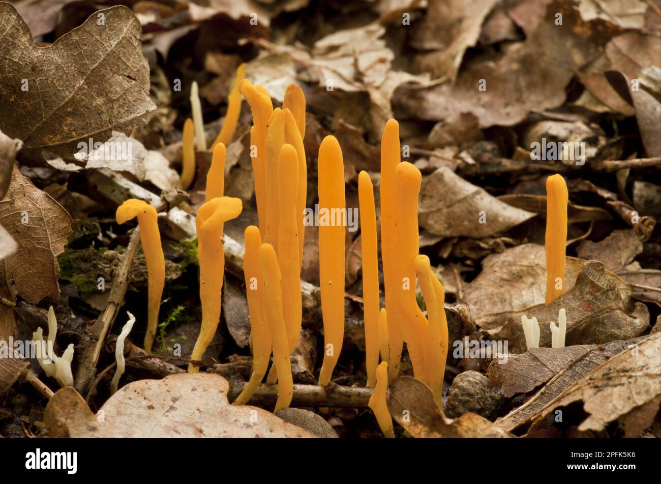 Yellow Club Fungus (Clavulinopsis helvola) fruiting bodies, growing ...