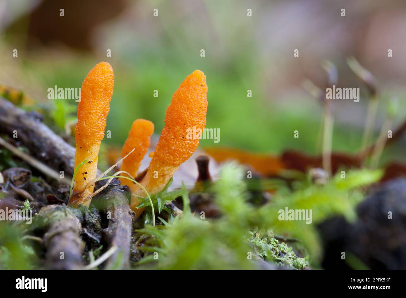 Puppet Caterpillar Fungus, Fungi, Scarlet Caterpillar Fungus (Cordyceps ...