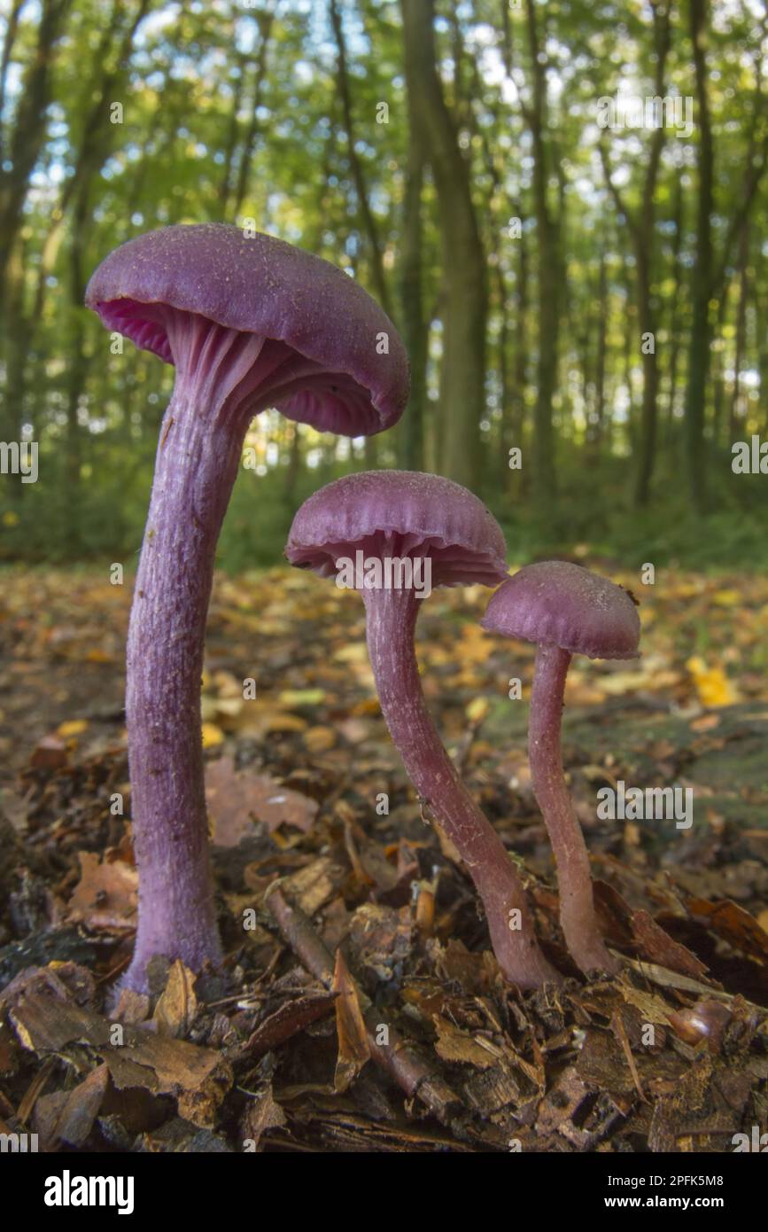 Amethyst Deceiver (Laccaria amethystina) fruiting bodies, growing ...