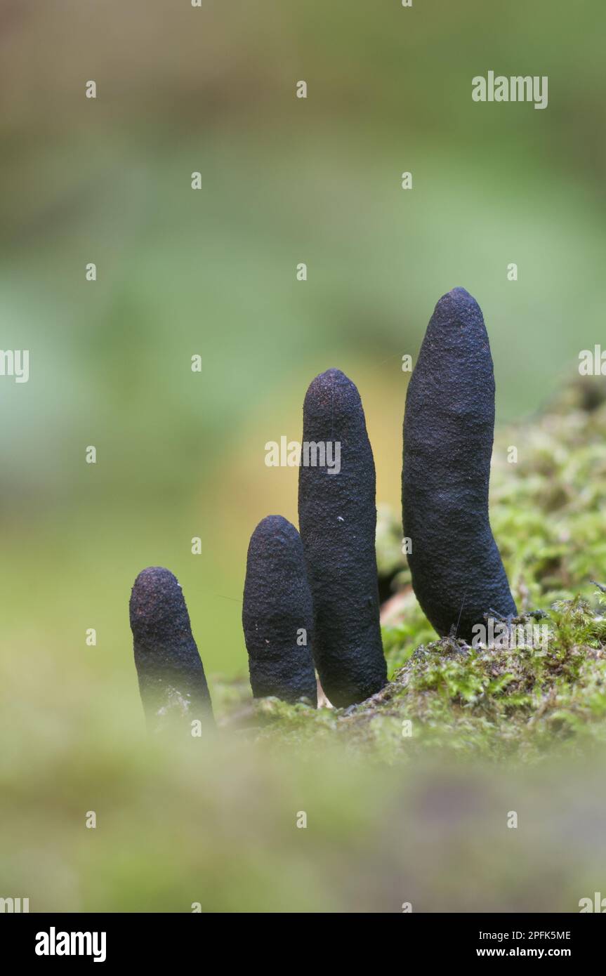 Fruiting bodies of death's finger (Xylaria polymorpha) growing among ...
