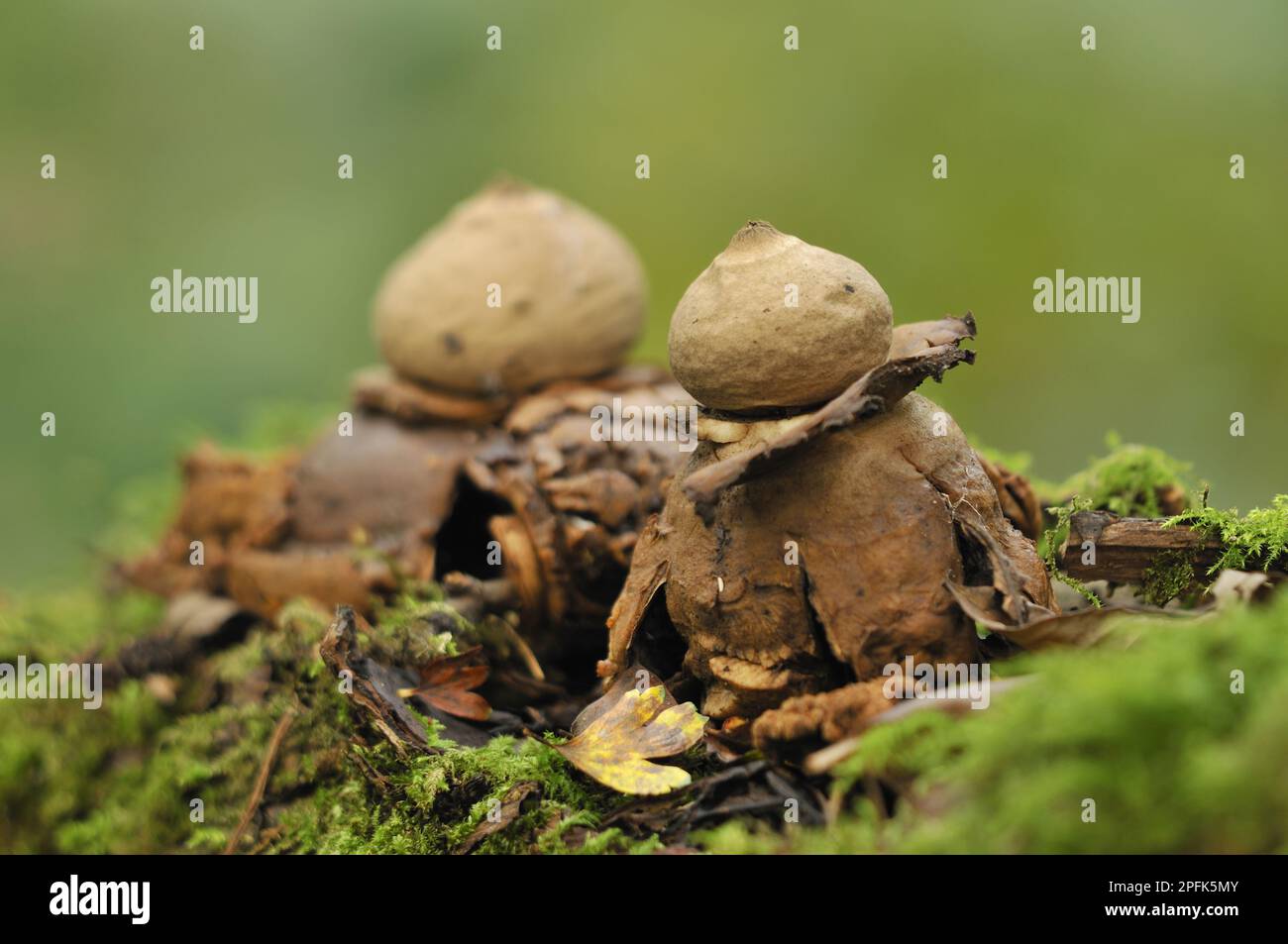 Common Earth-star (Geastrum triplex) two fruiting bodies, fully opened ...