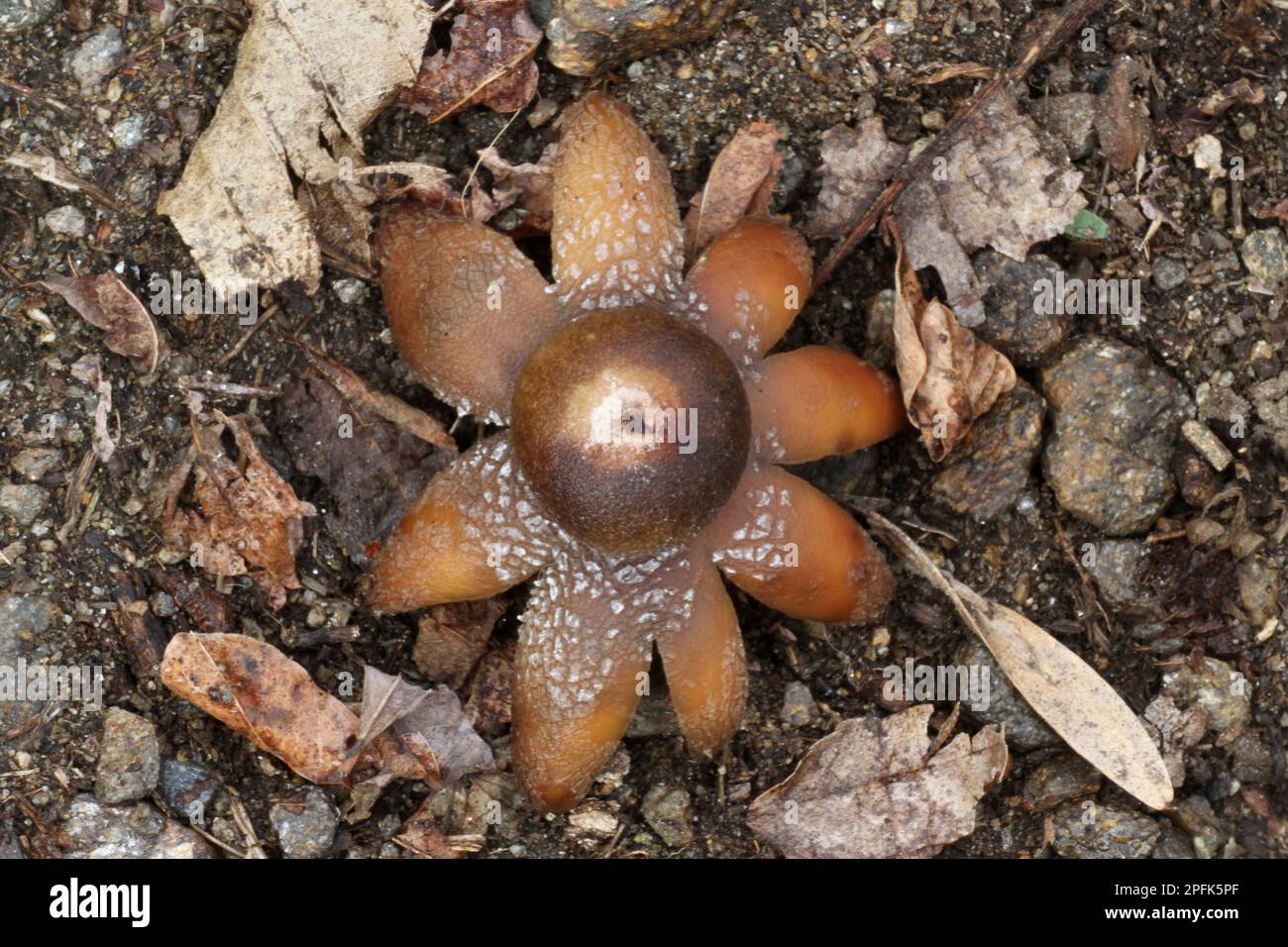 Common collared earthstar (Geastrum triplex) fruiting body, under leaf ...