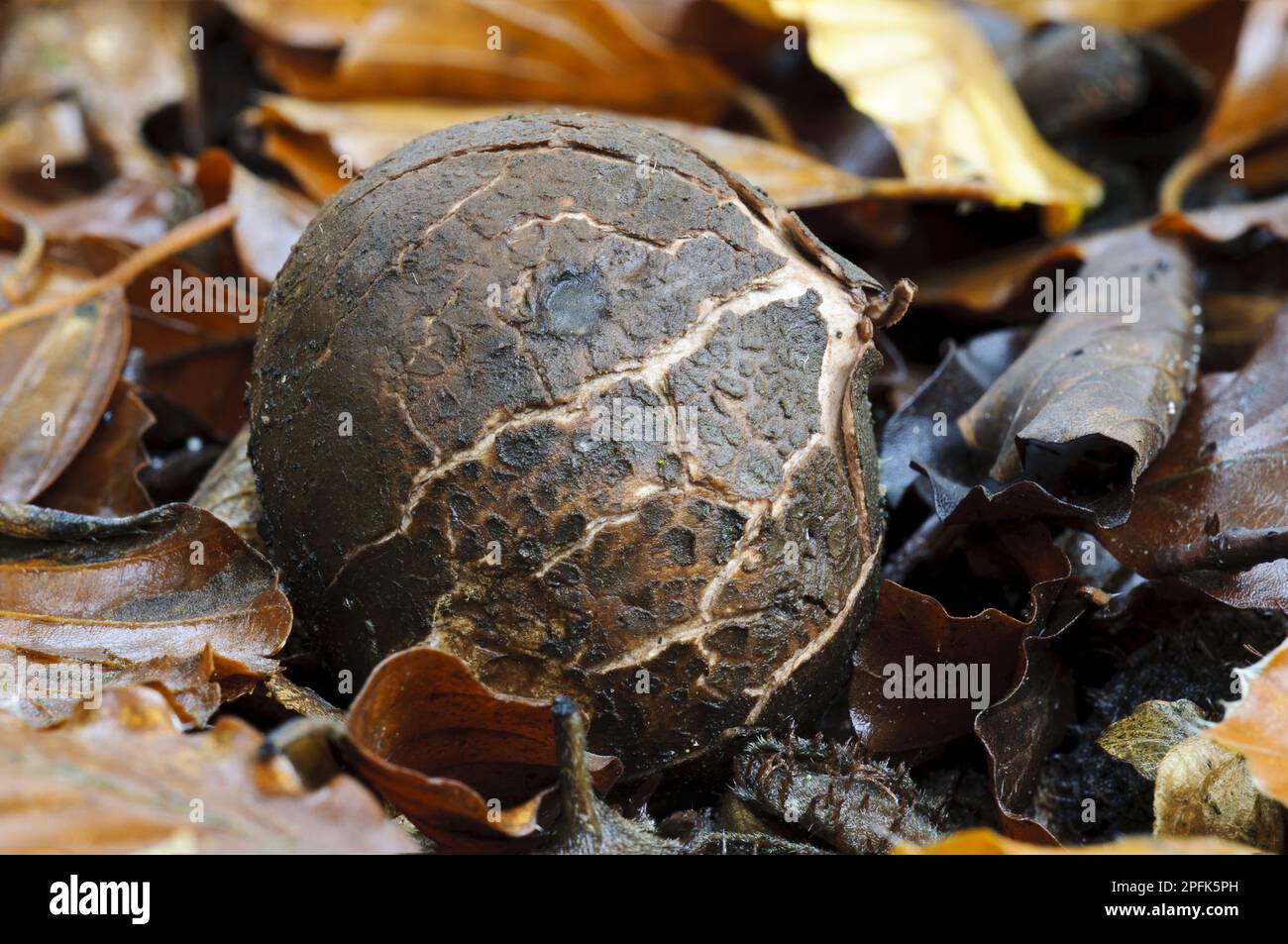 Common Earth-star (Geastrum triplex) fruiting body, fresh 'egg' before ...