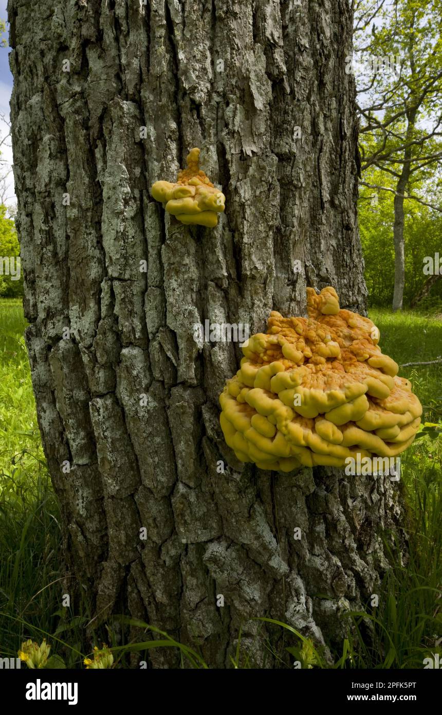 Fruiting bodies of chicken wood (Laetiporus sulphureus), growing on the ...