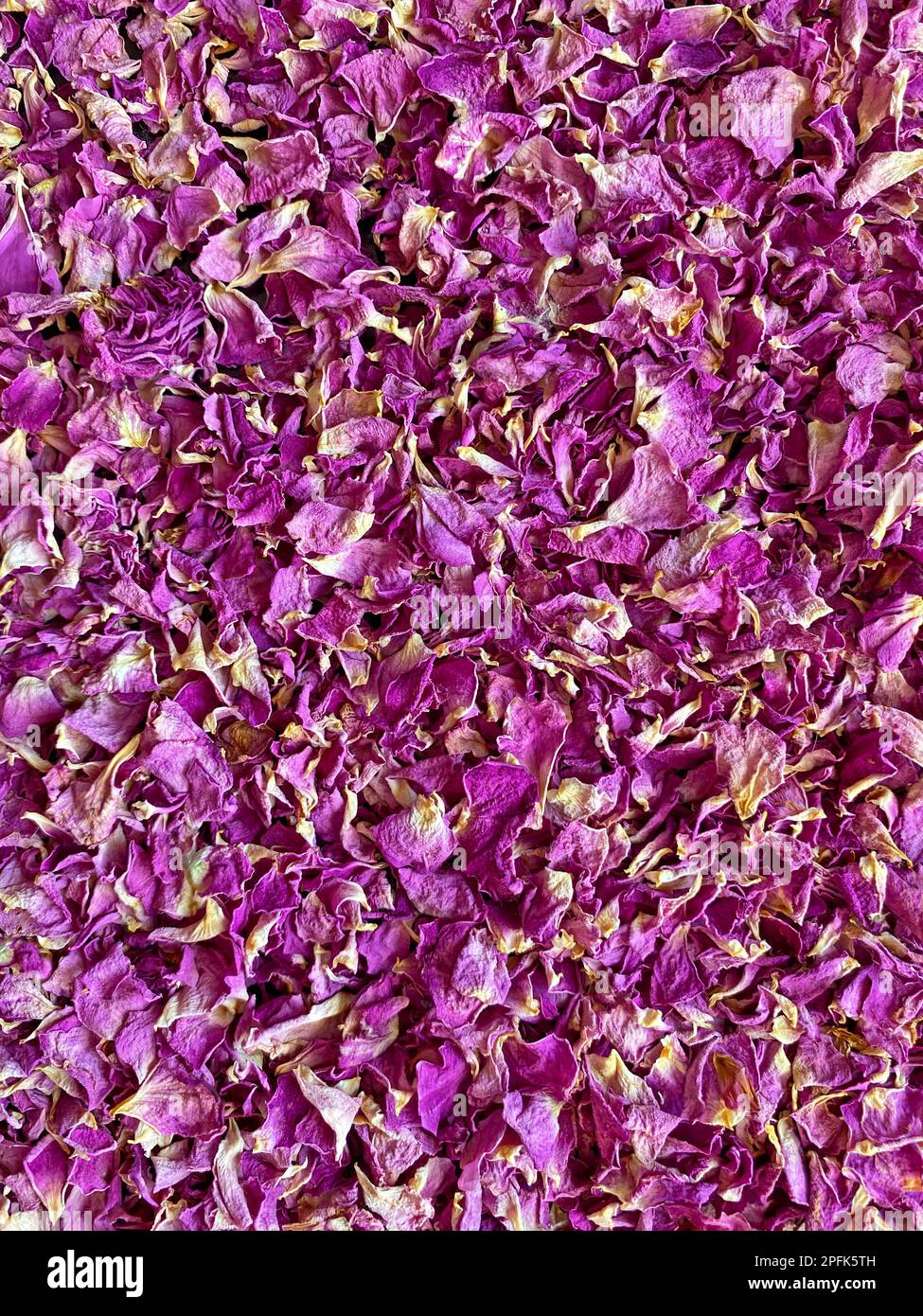 abstract natural background: heap of dry rosa odorata petals Stock ...