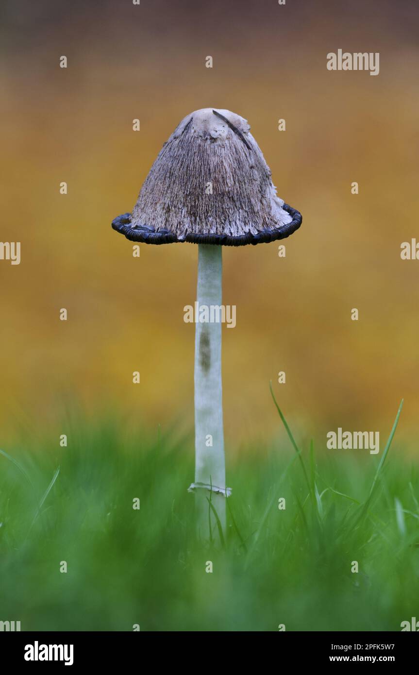 Shaggy Ink Cap (Coprinus comatus) fruiting body, with cap beginning ...