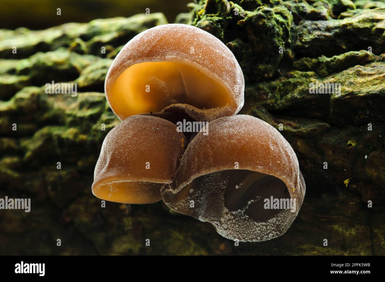 Mole mushroom (Auricularia auricula-judae) fruiting body, growing on ...