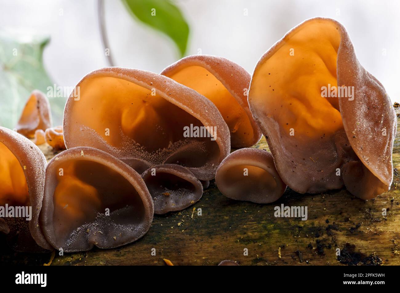 Mole mushroom (Auricularia auricula-judae) fruiting body, growing on ...